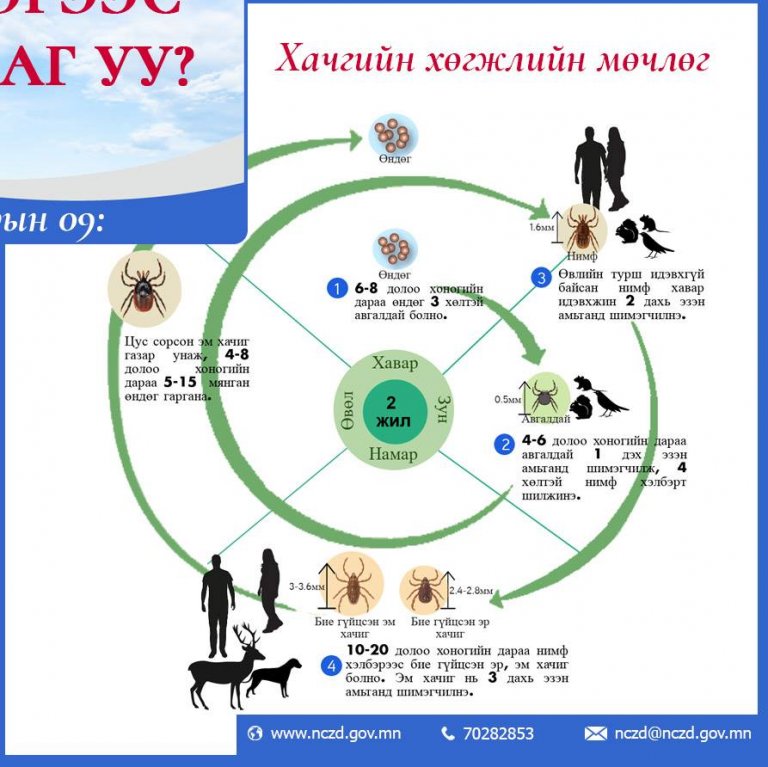Бид танд хачгаар дамжих халдвараас сэргийлэхэд тусалъя News Mn